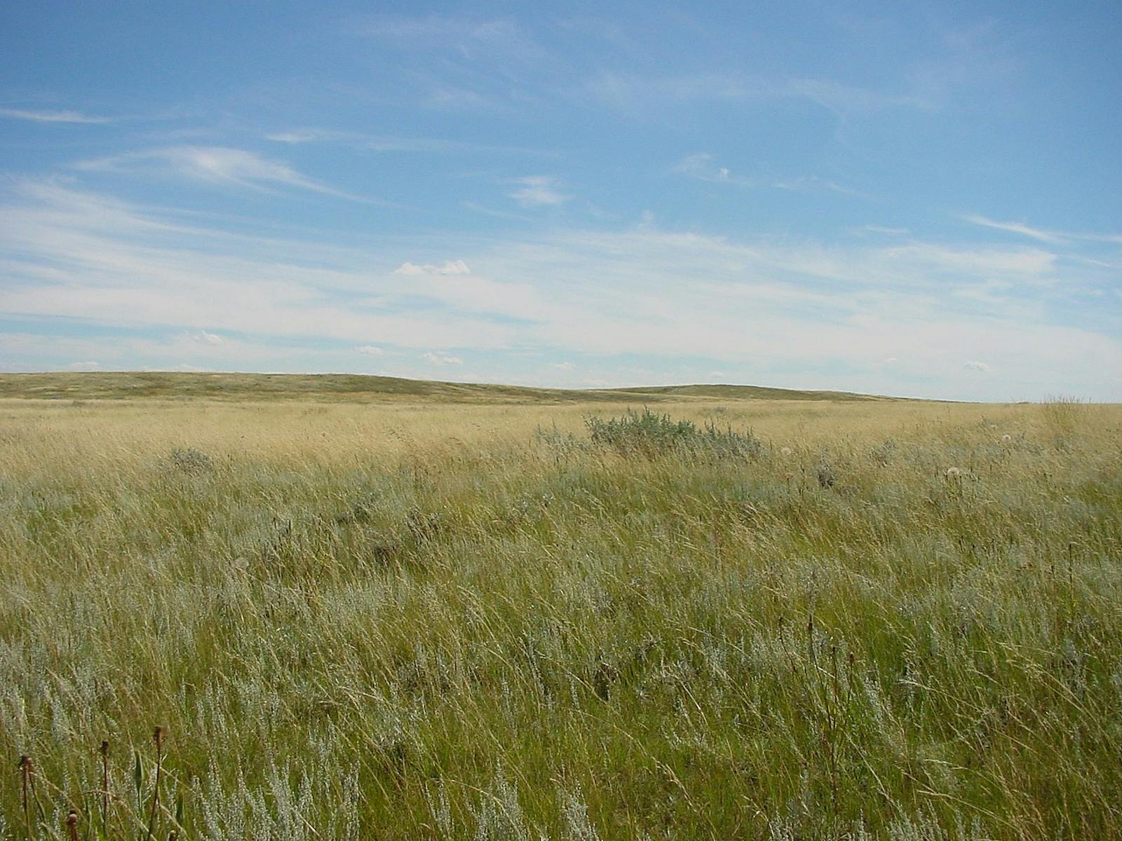 Northern Shortgrass Prairie One Earth